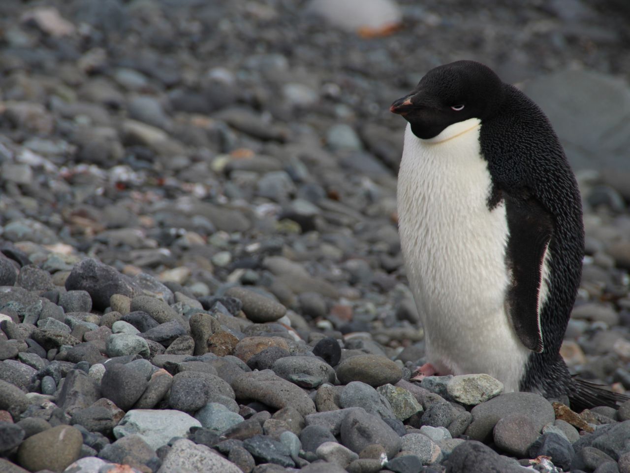 SSHを使用してリモートの「Linux」マシンに接続するには - ZDNET Japan